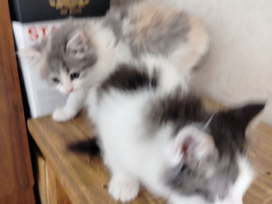 Кошка