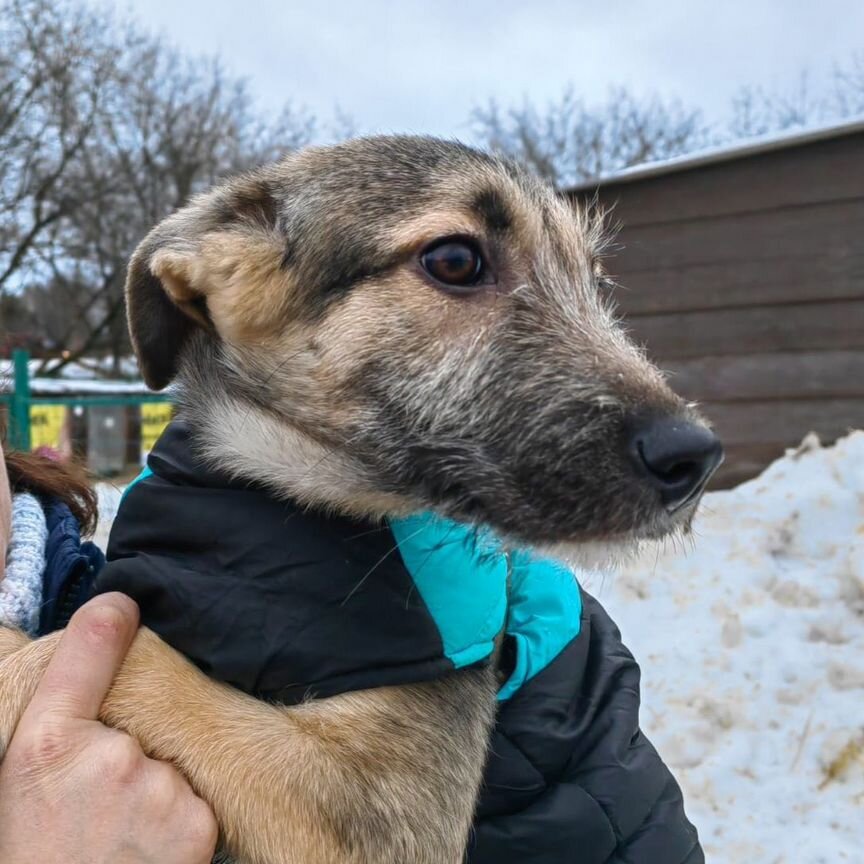 Щенок бородатик Искорка в добрые руки