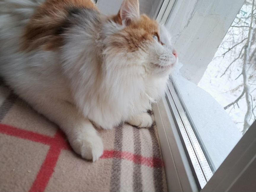 Кошка-трехцветка пушистая красавица ищет дом