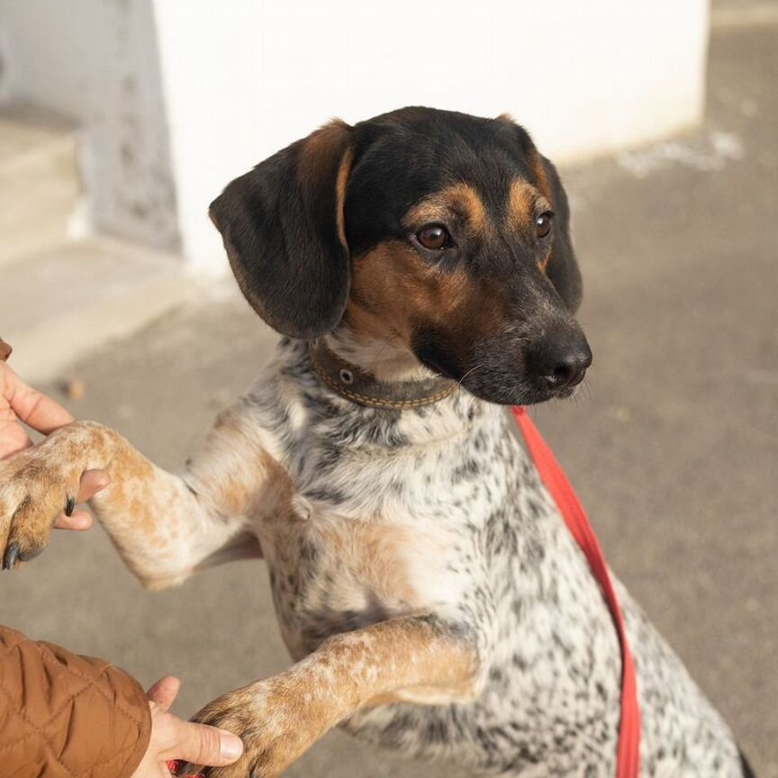 Грей кастрирован смесь курцхаар и гончая