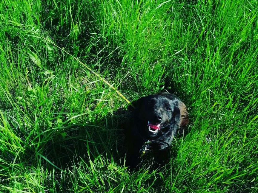 Отдам красивую собаку