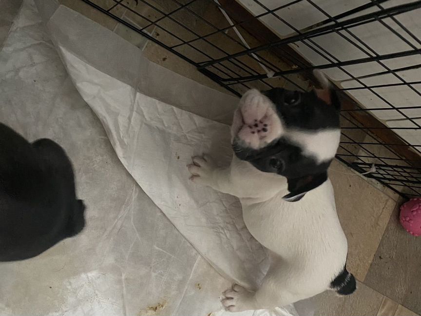 Щенки французского бульдога