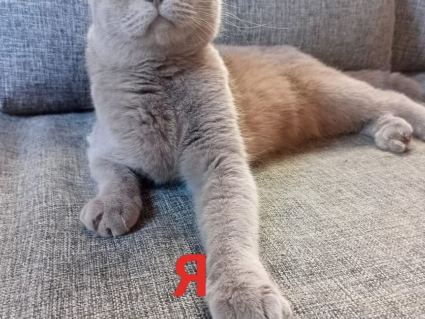 Кот-инвалид в дар