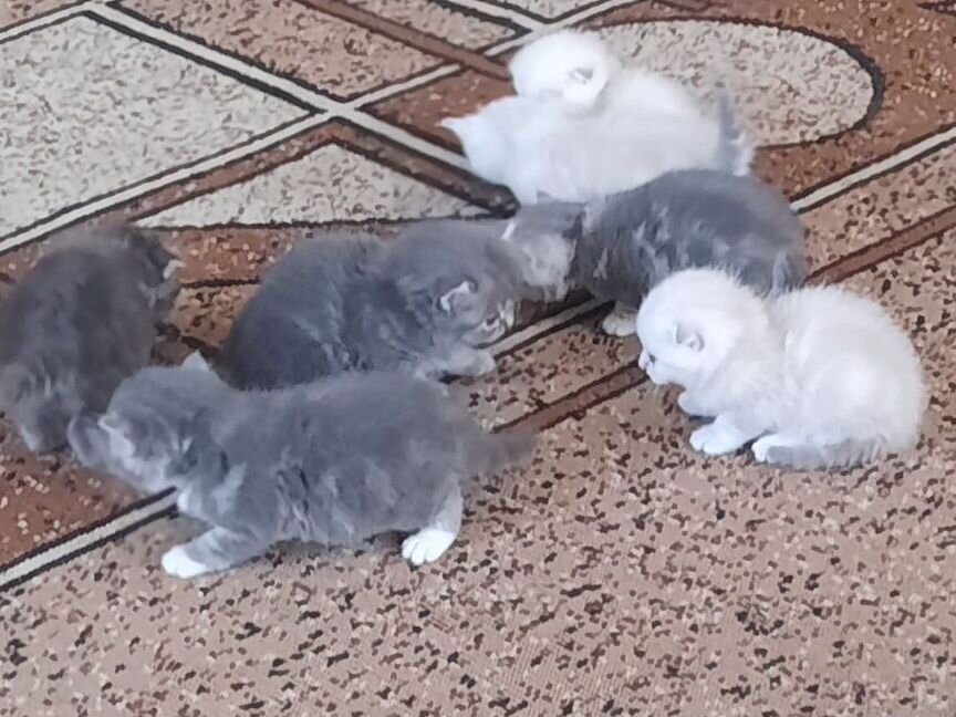 Британский вислоухий