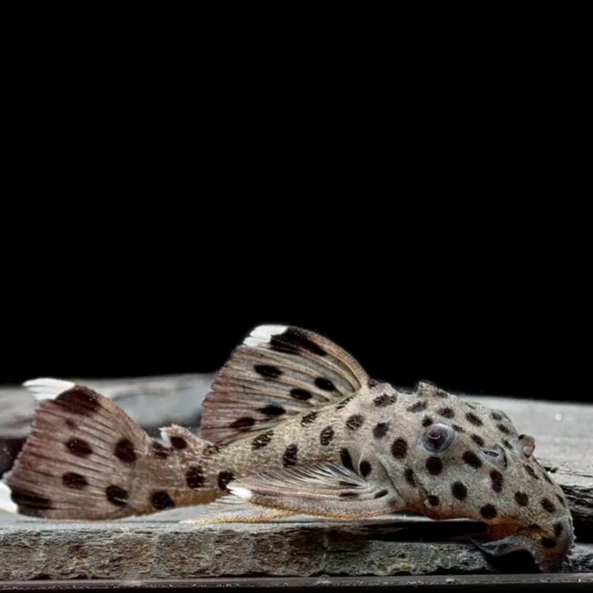 Номерные сомы Leporacanthicus joselimai «L264»