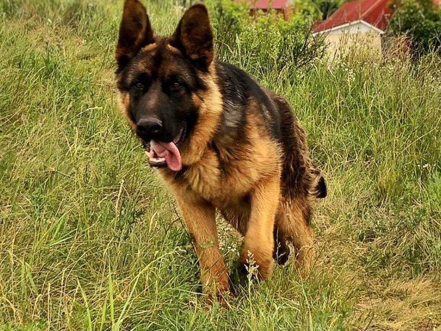 Немецкая овчарка вязка кабель