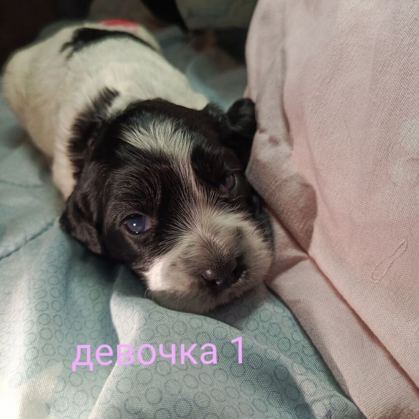 Щенки кокер спаниеля