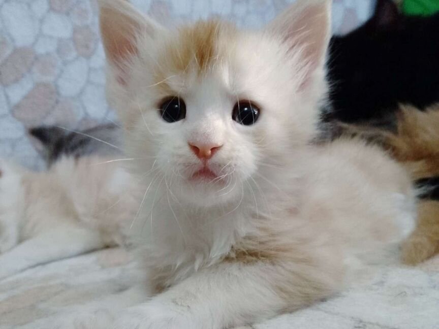 Мальчик Мейн Кун с документами