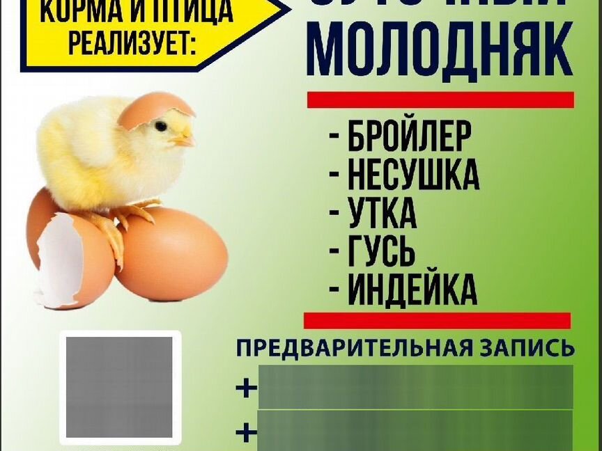 Продажа суточных цыплят