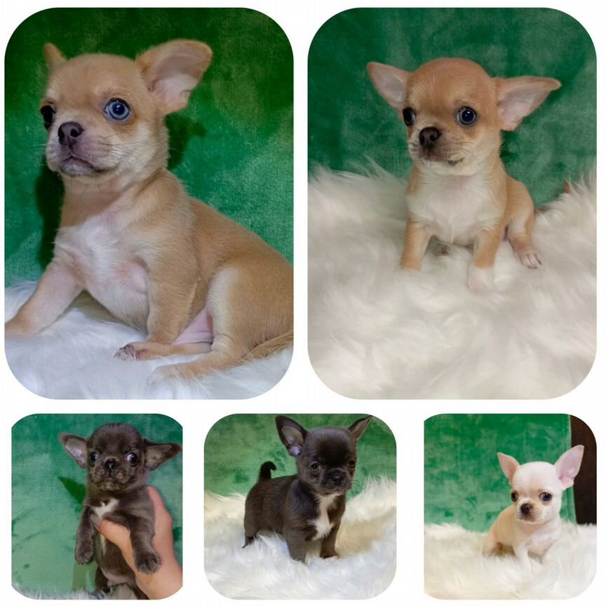 Чихуахуа, щенок