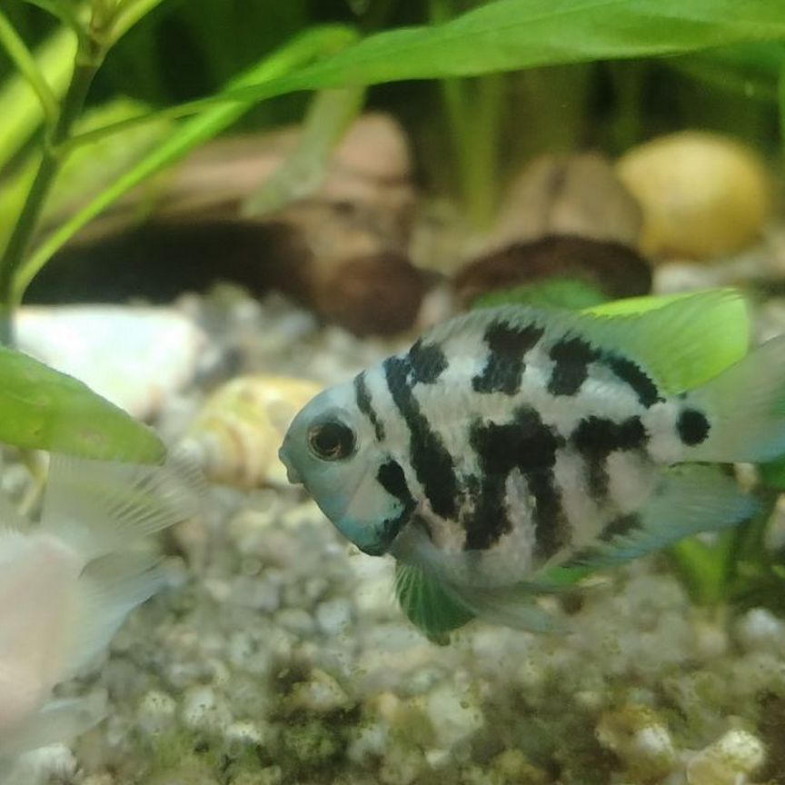 Рыбка сапфировый попугай