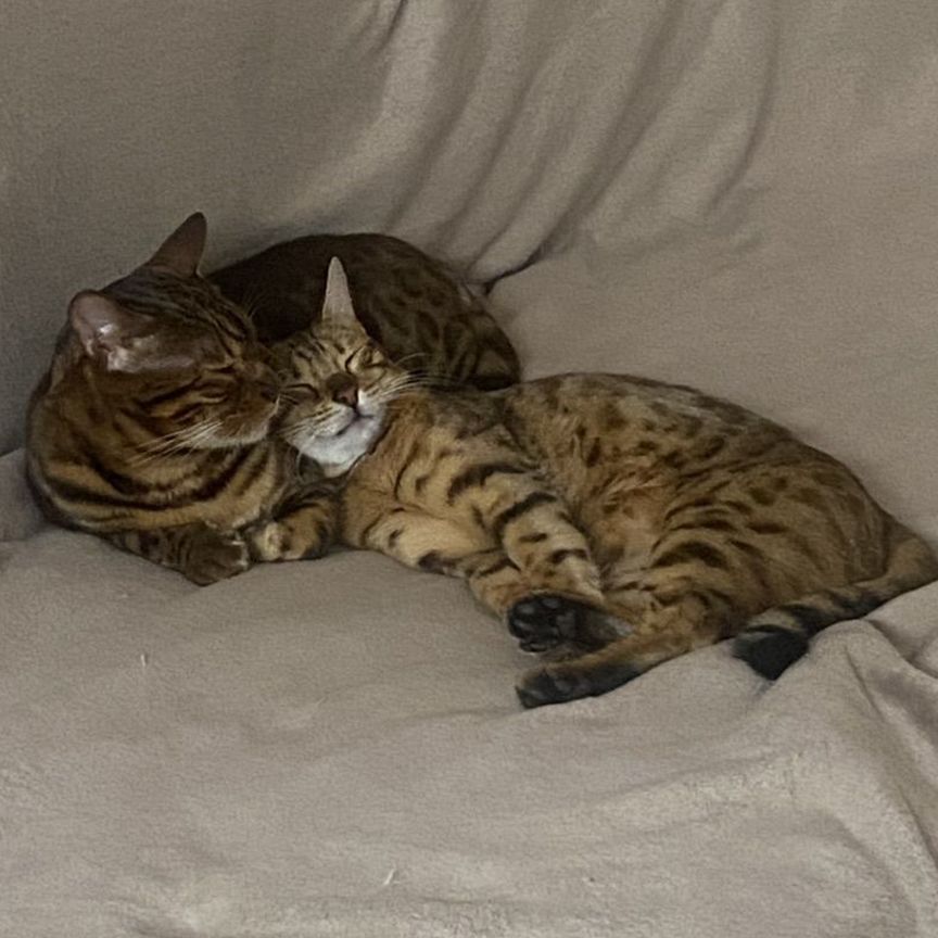 Бенгальская кошка, взрослая