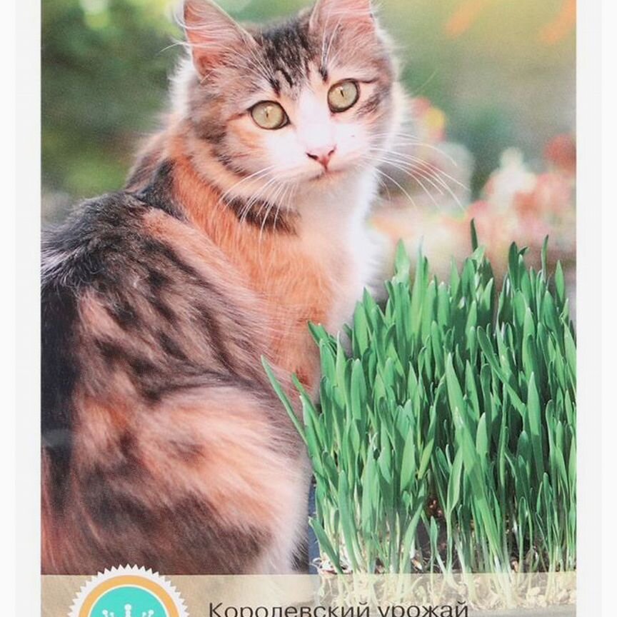 Трава для кошек евро семена доставка от 15 штук