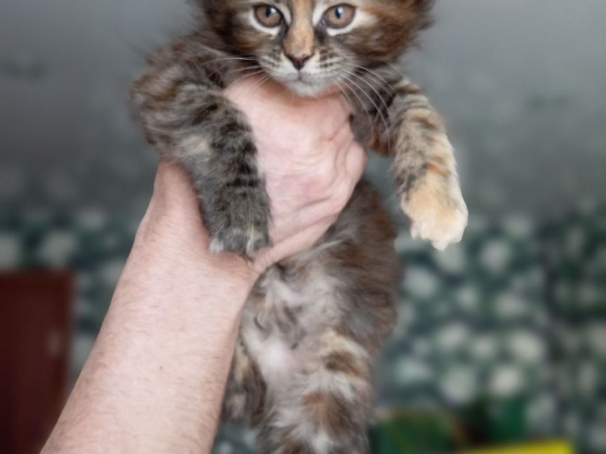 Котята мейн-кун