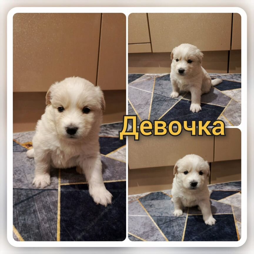 Отдам в добрые руки собак