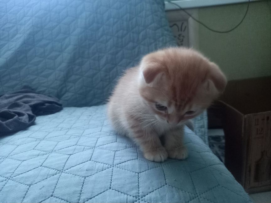 Шотландские котята вислоухие
