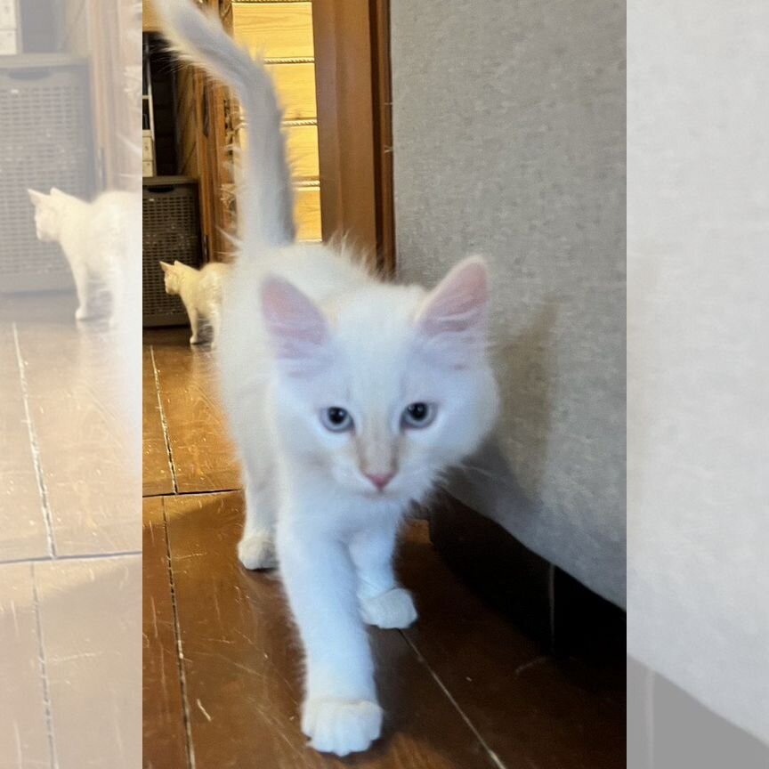 Котёнок от частного владельца