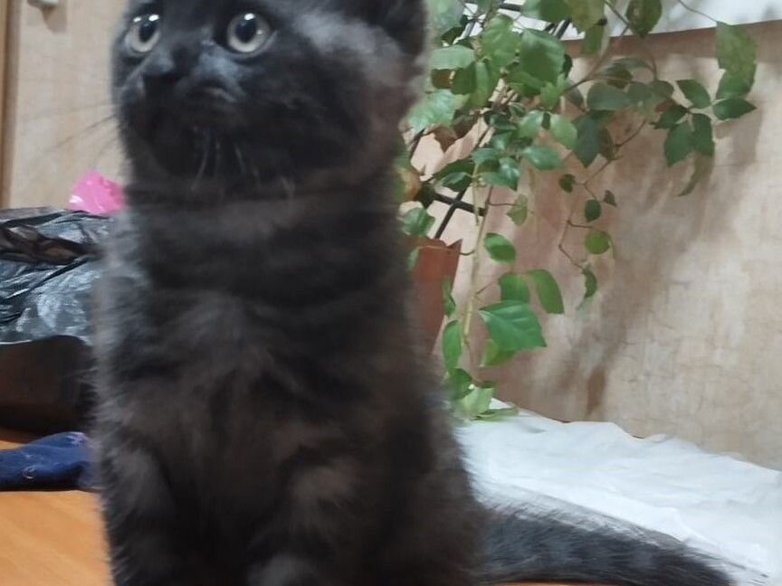 Отдам в добрые руки котенка (мальчик) метис с брит