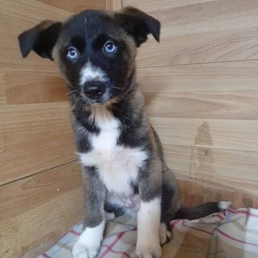 Щенок в добрые руки