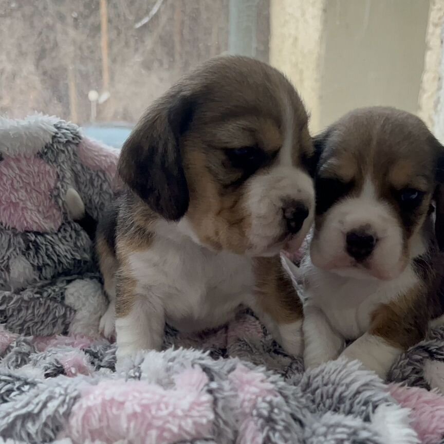 Щенки бигель