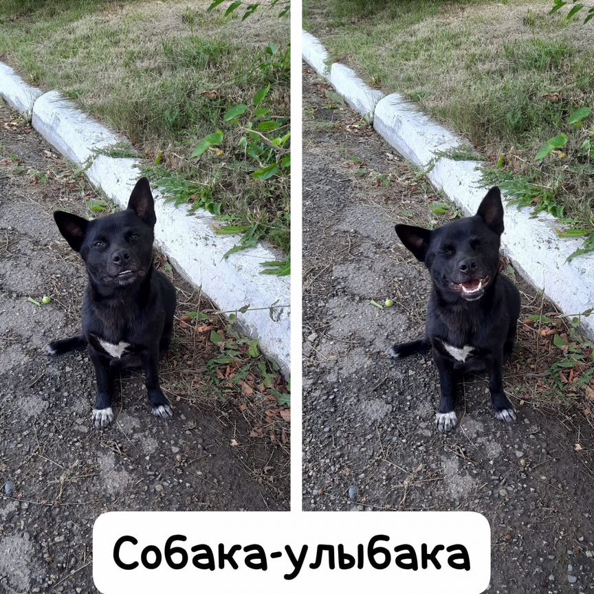 Собака в добрые руки