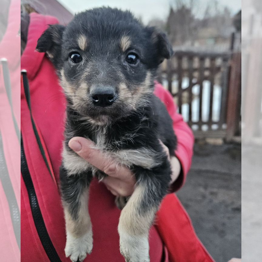 Щенок в добрые руки