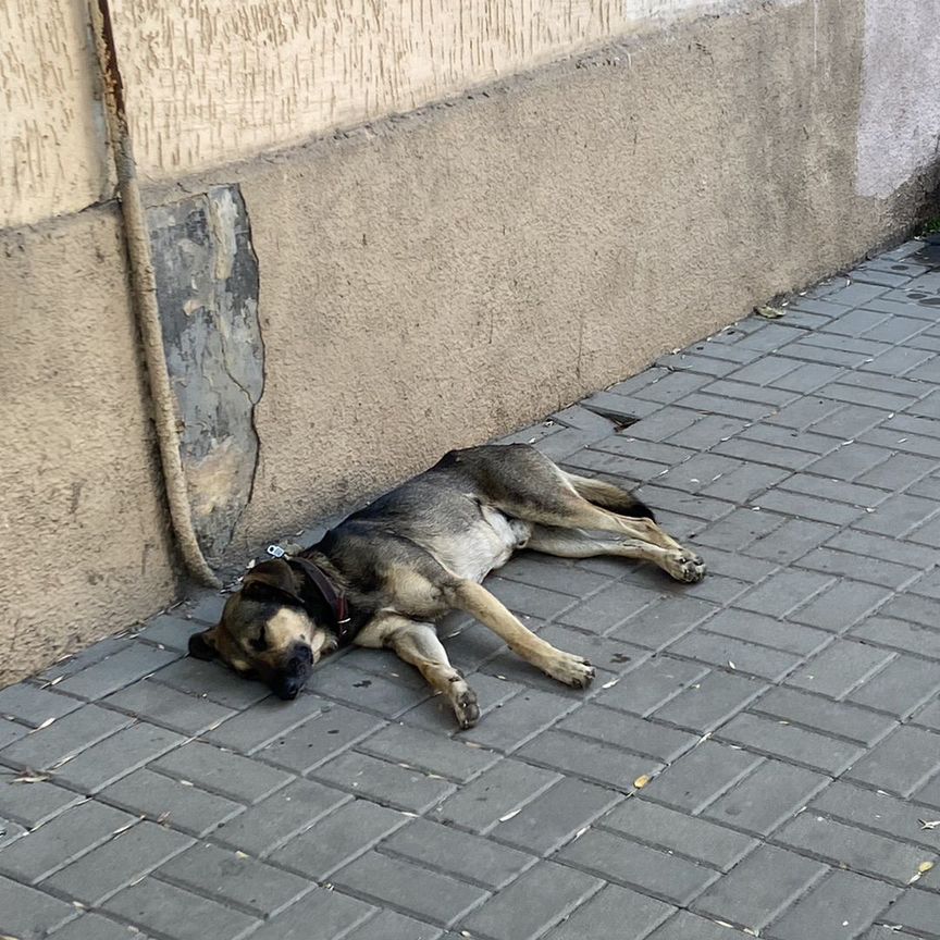 Собаку бросили в центре и она плачет И не уходит
