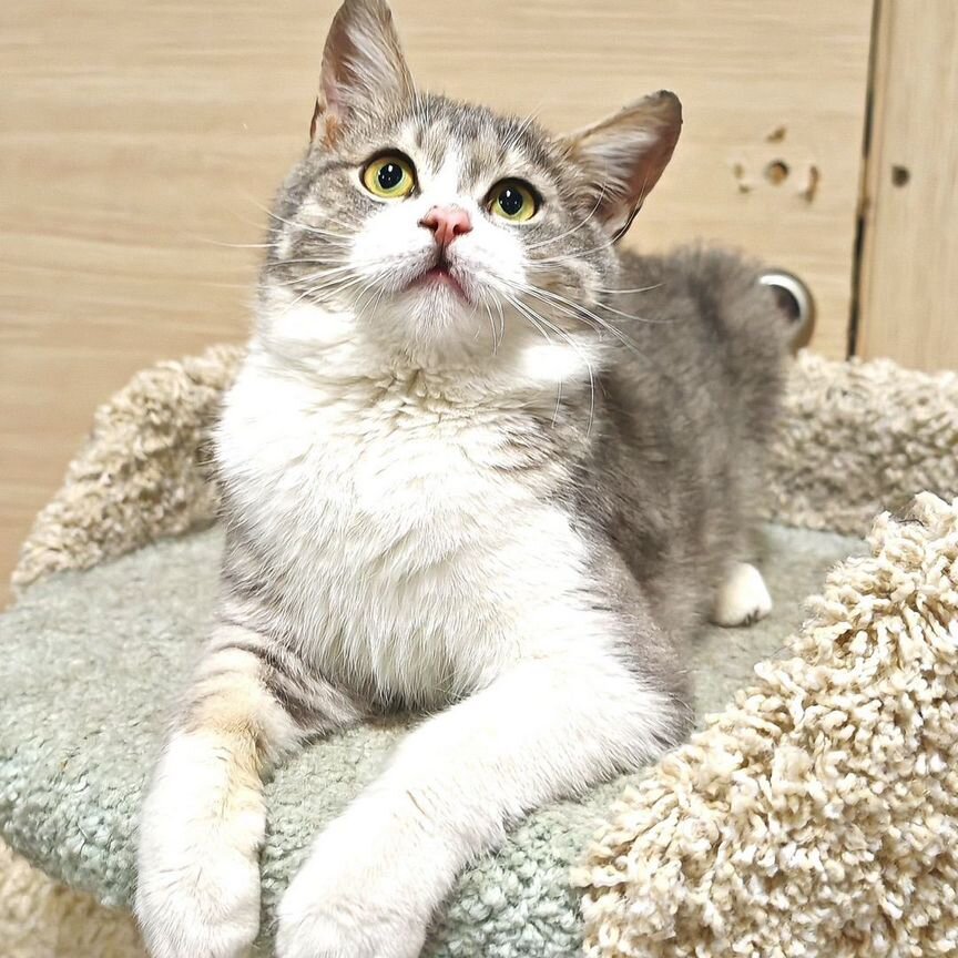 Котёнок Тимоша