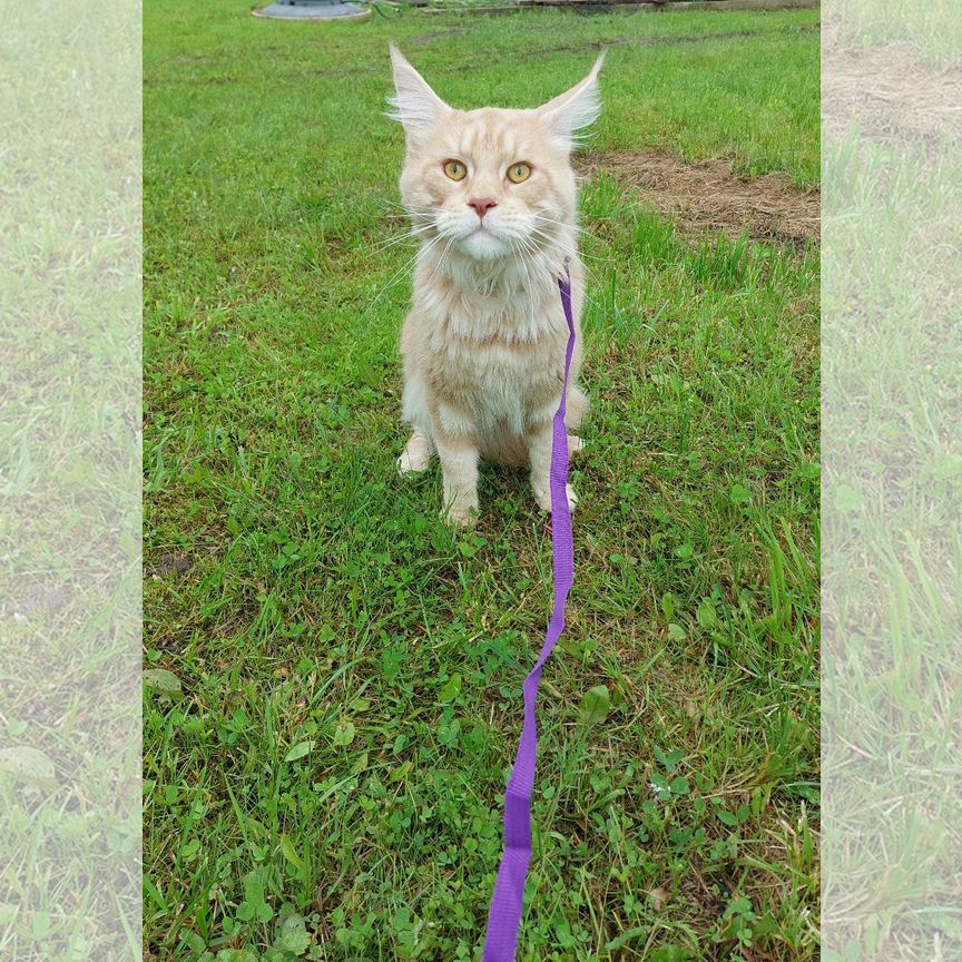 Мейн-кун, взрослый кот