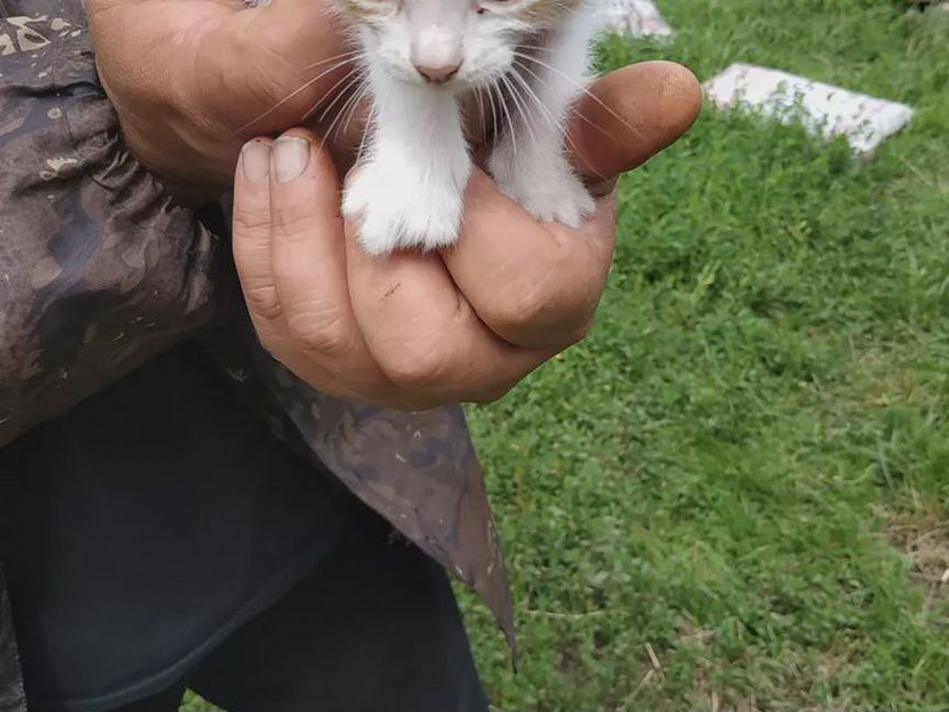 Котята в добрые руки мальчики
