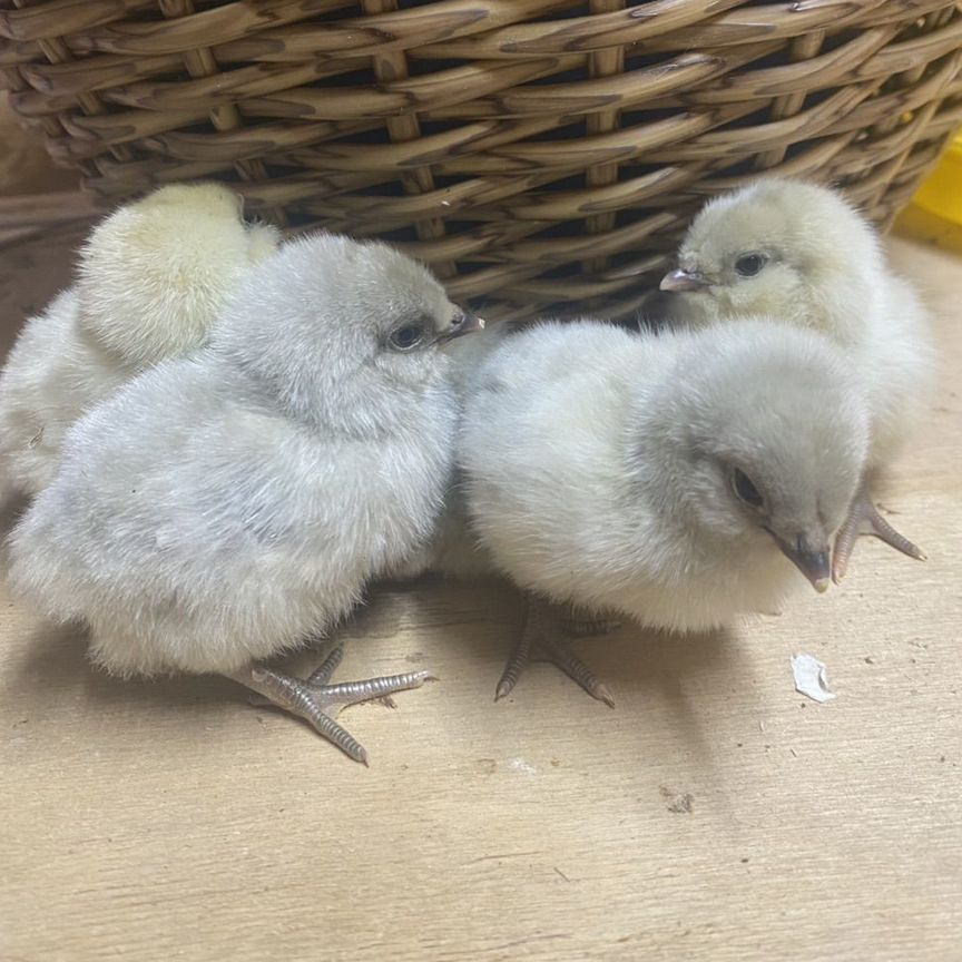 Цыплята амераукан