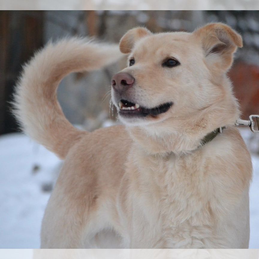 Взрослый пёс в добрые руки