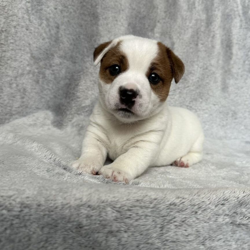 Джек рассел терьер мальчик