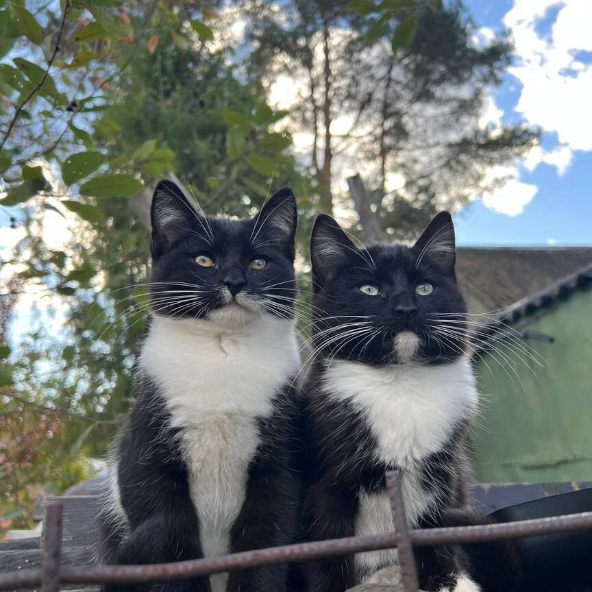 Котята в добрые руки мальчики