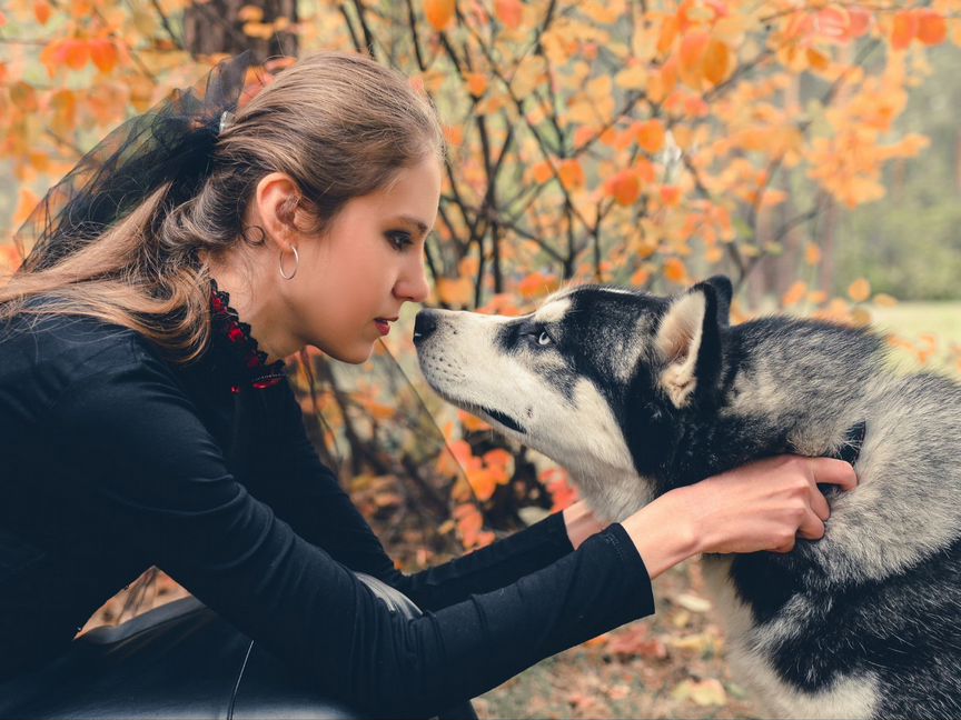 Чистокровный красавчик хаски