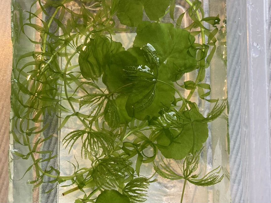 Аквариумные растения