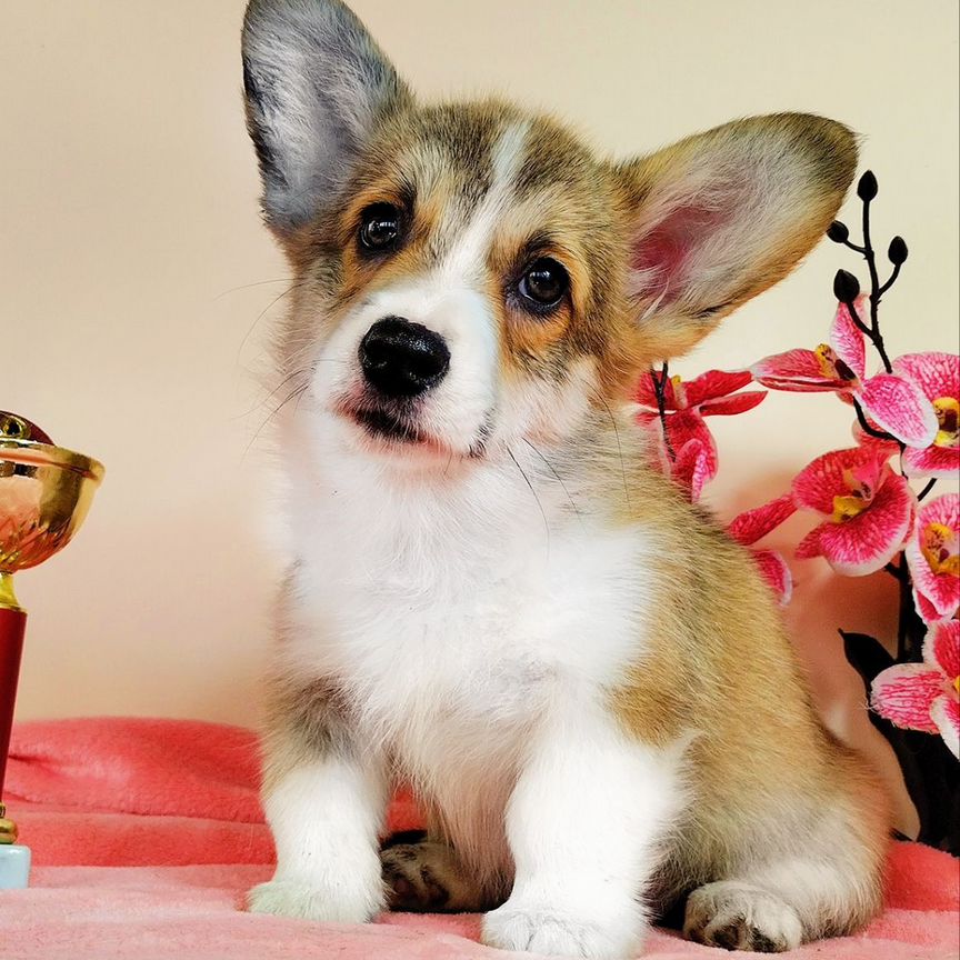 Вельш Корги Пемброк, щенок