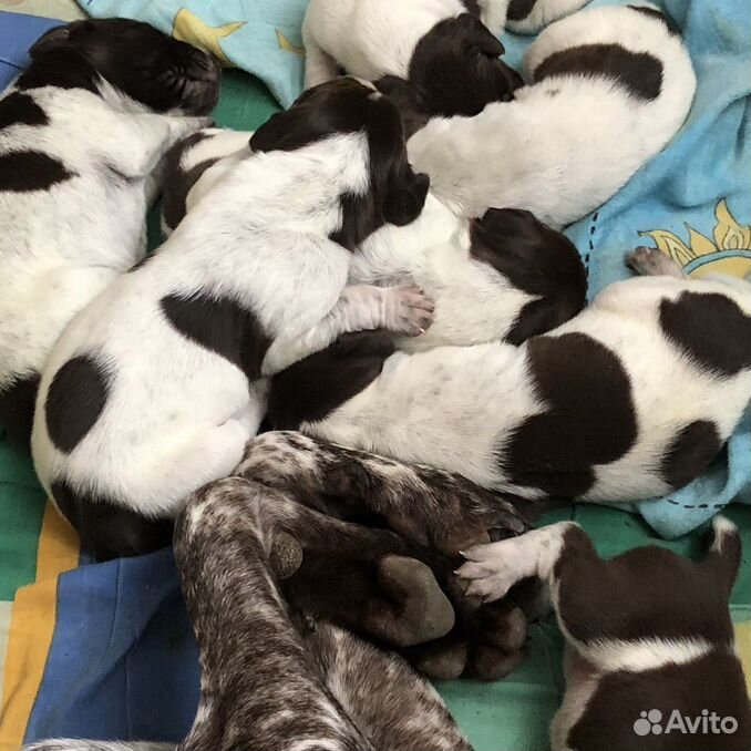 Щенки курцхаара