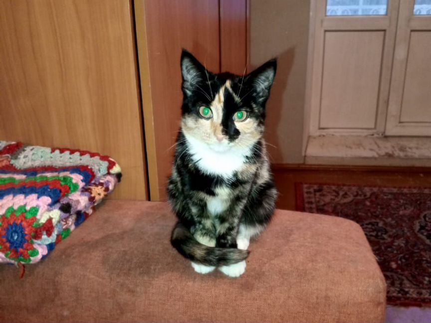 Кошка в дар бесплатно