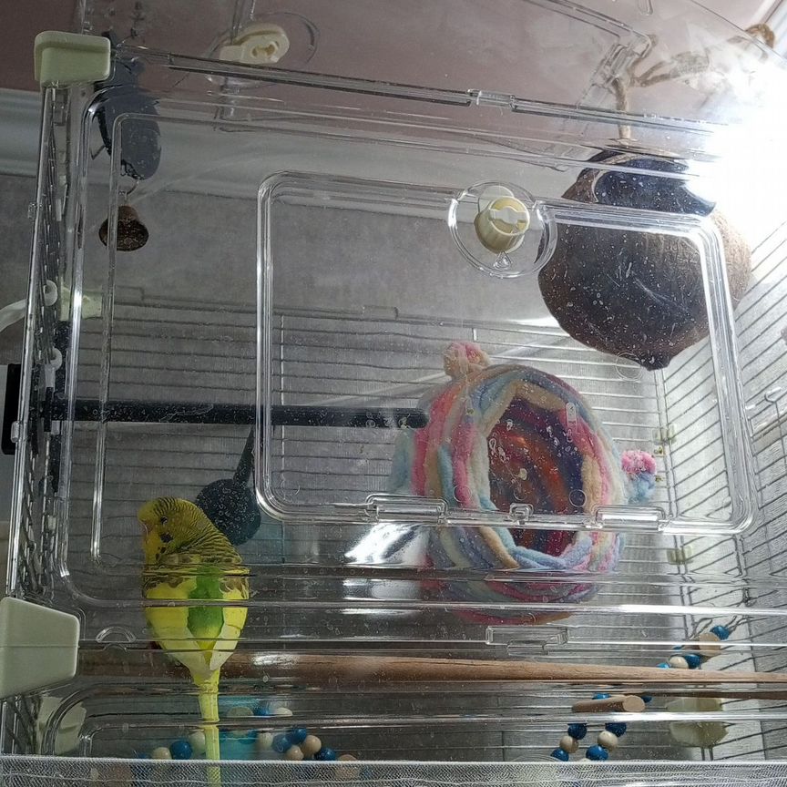 Птенцы волнистый попугай ручной