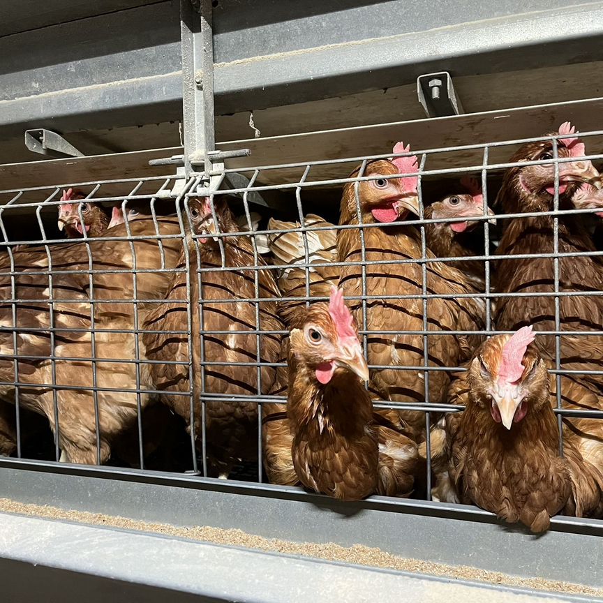 Куры молодки. Браун Ник