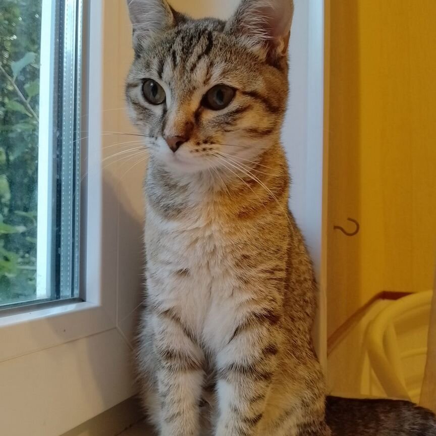Котëнок девочка 5 месяцев