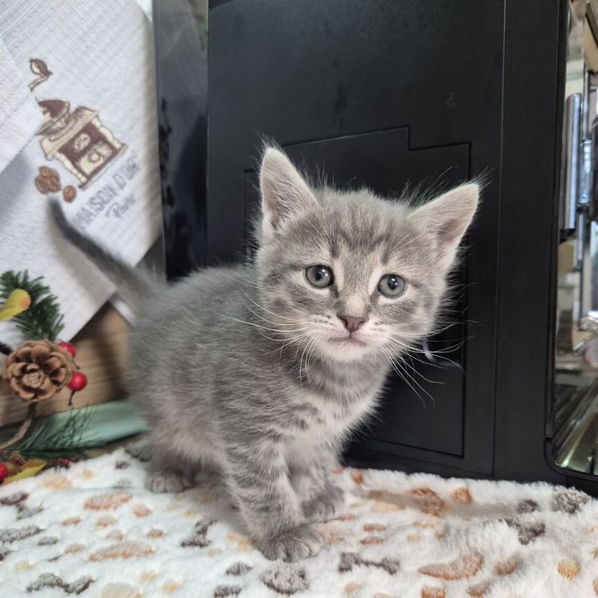 Котёнок (мальчик 1,5 мес) в добрые руки