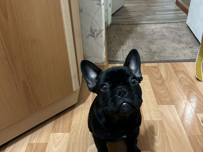 Французский бульдог