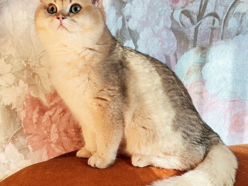Британский котик золотая шиншилла