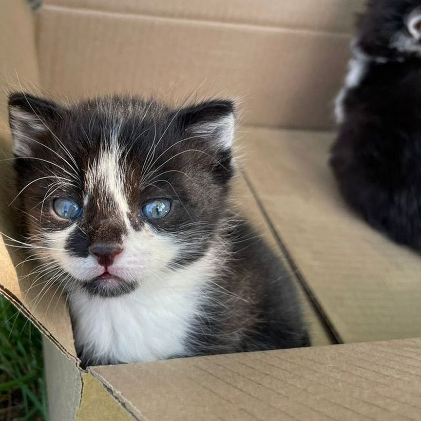Котенок
