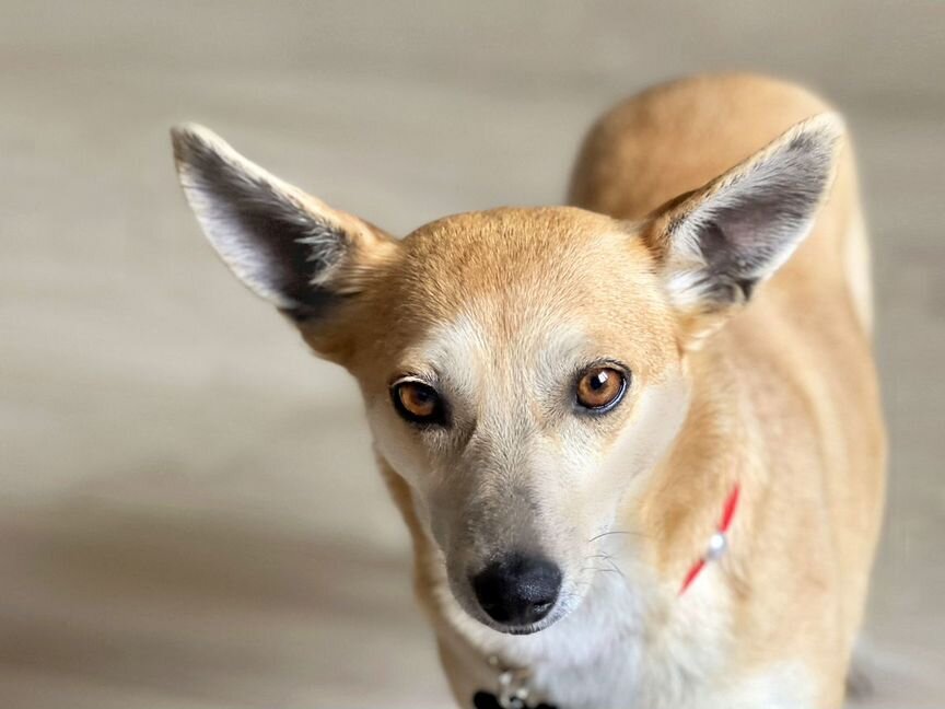 Маленькая собачка в добрые руки