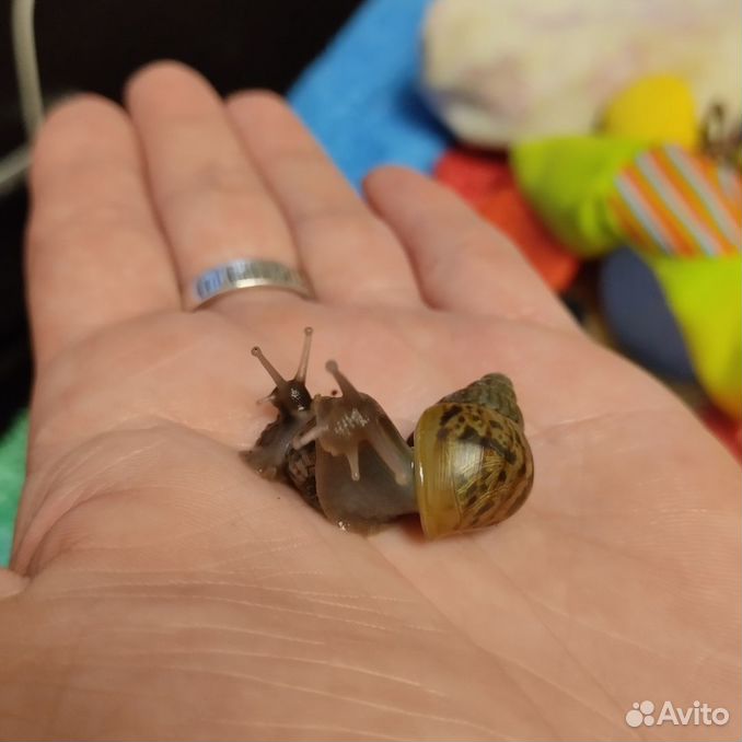 Улитки ахатины маленькие