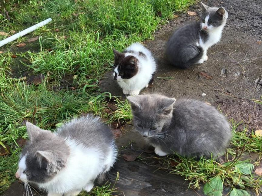 Котята отдам бесплатно