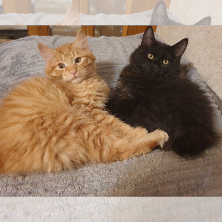 Курильский бобтейл длинношёрстный котёнок